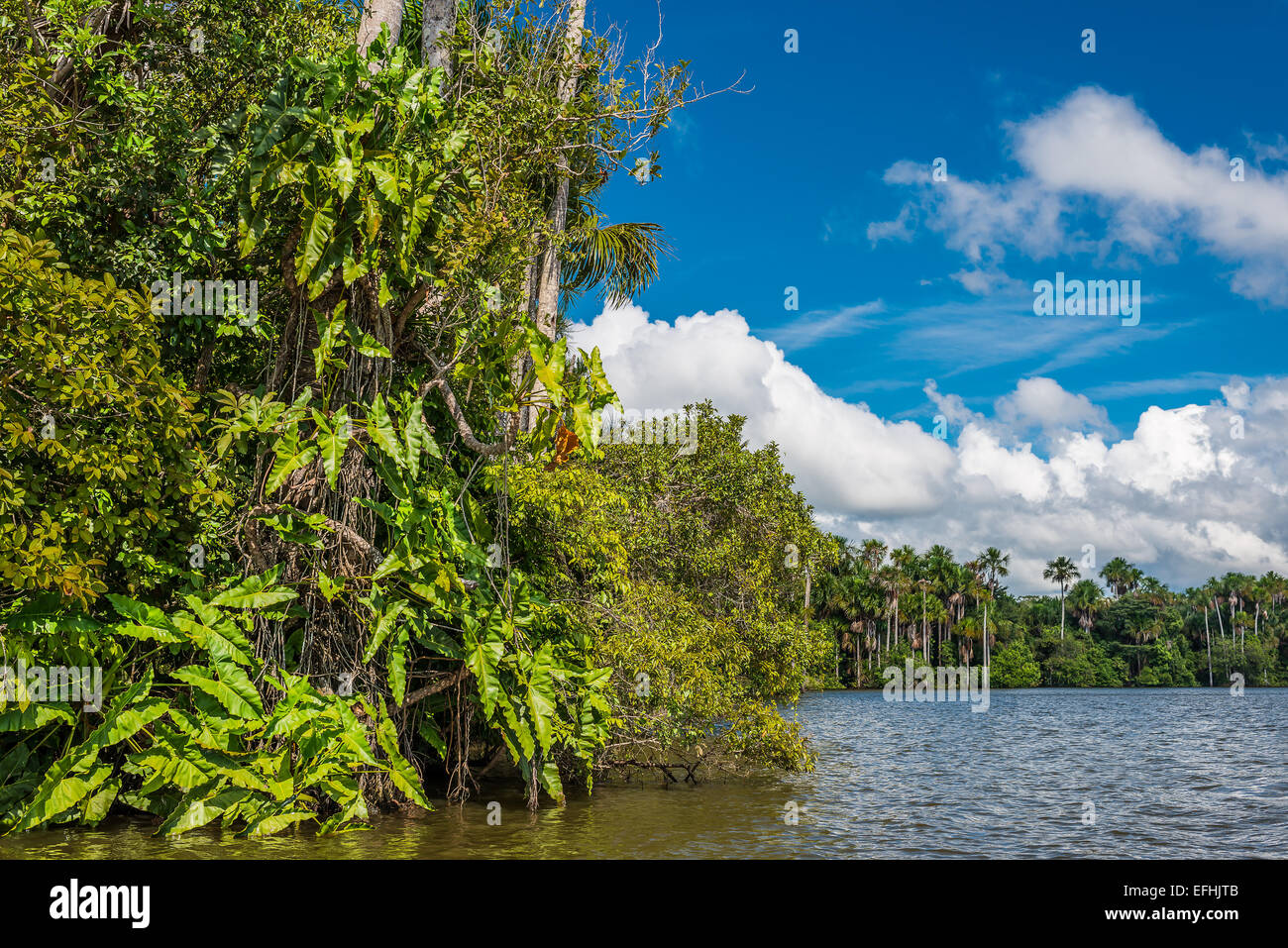 Peruvian amazon jungle hi-res stock photography and images - Alamy