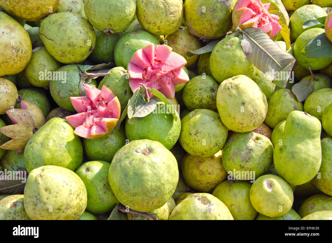India Guava Fruits High Resolution Stock Photography and Images - Alamy