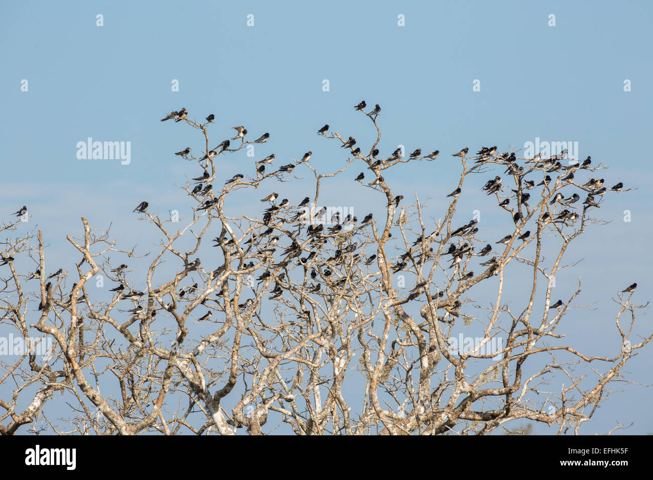 Barn Swallows (Hirundo rustica) congregate on a tree in Yala NP, Sri ...