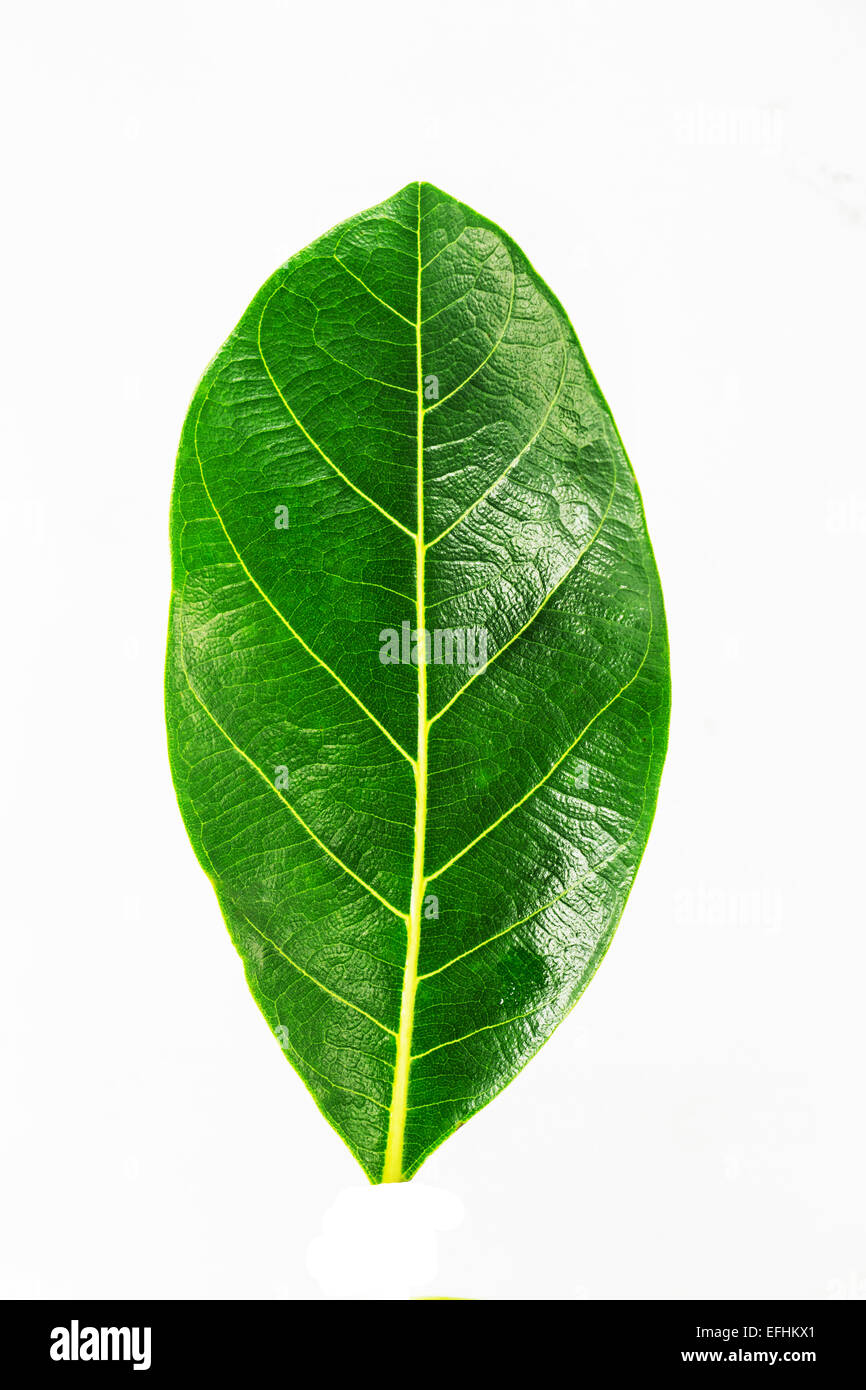 Jackfruit leaf hi-res stock photography and images - Alamy