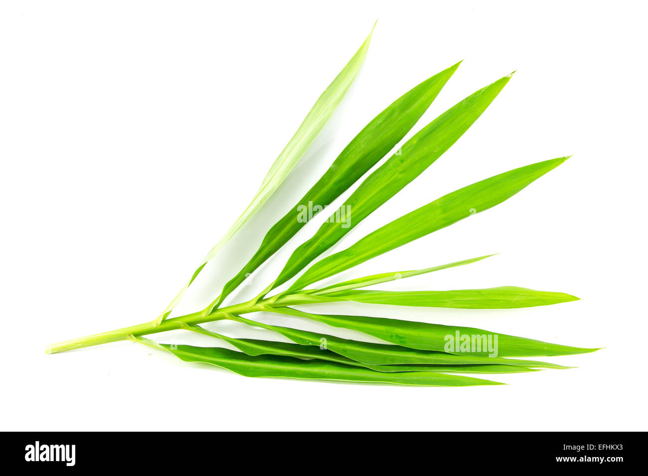 Ginger zingiber officinale Cut Out Stock Images & Pictures - Alamy