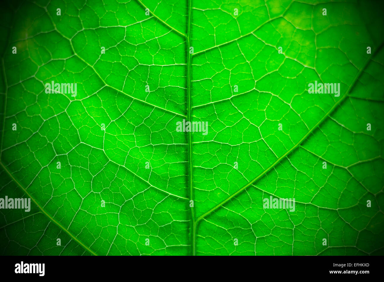 Green leaf texture Stock Photo - Alamy