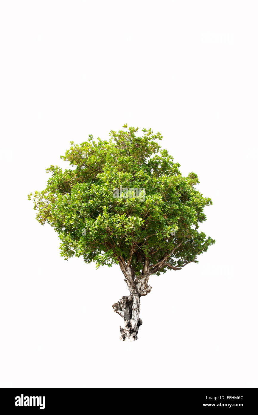 Jambolan plum tree hi-res stock photography and images - Alamy