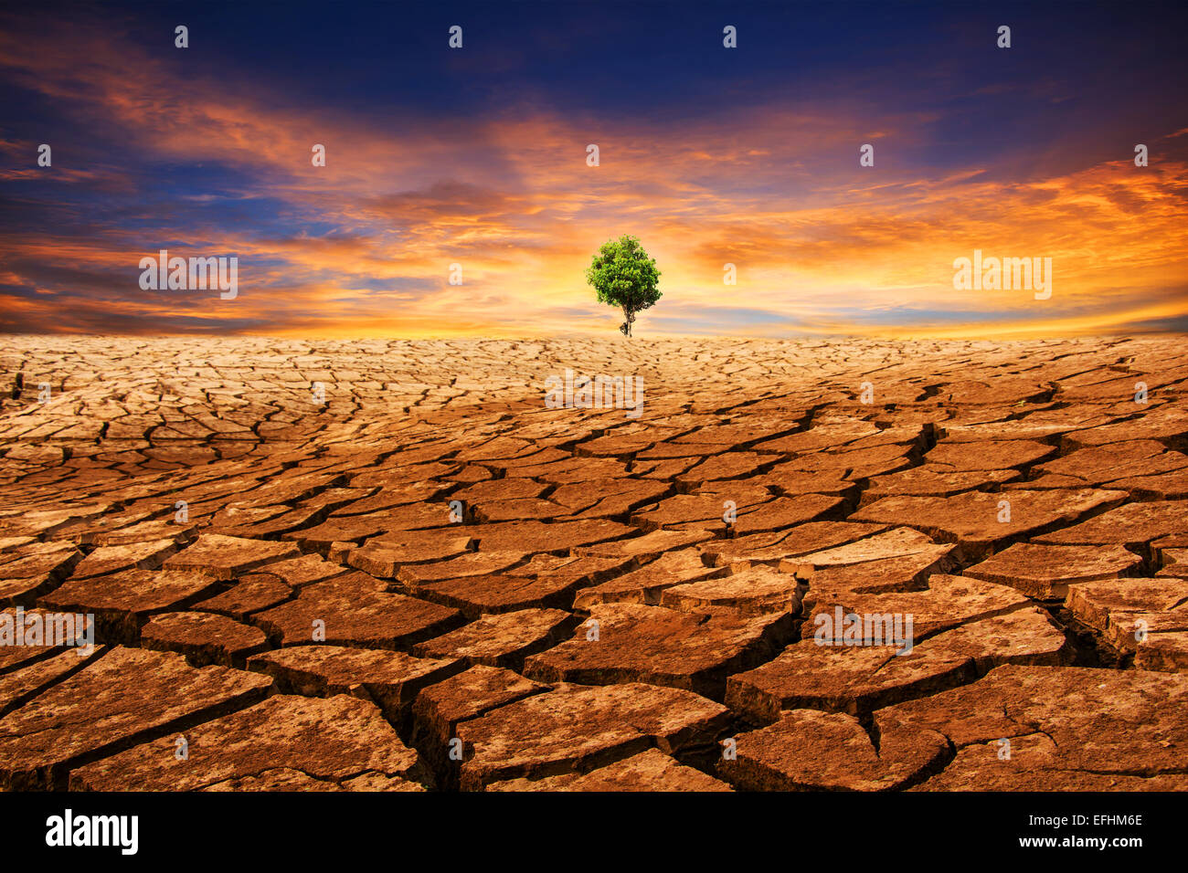 drought cracked desert landscape with tree Stock Photo - Alamy