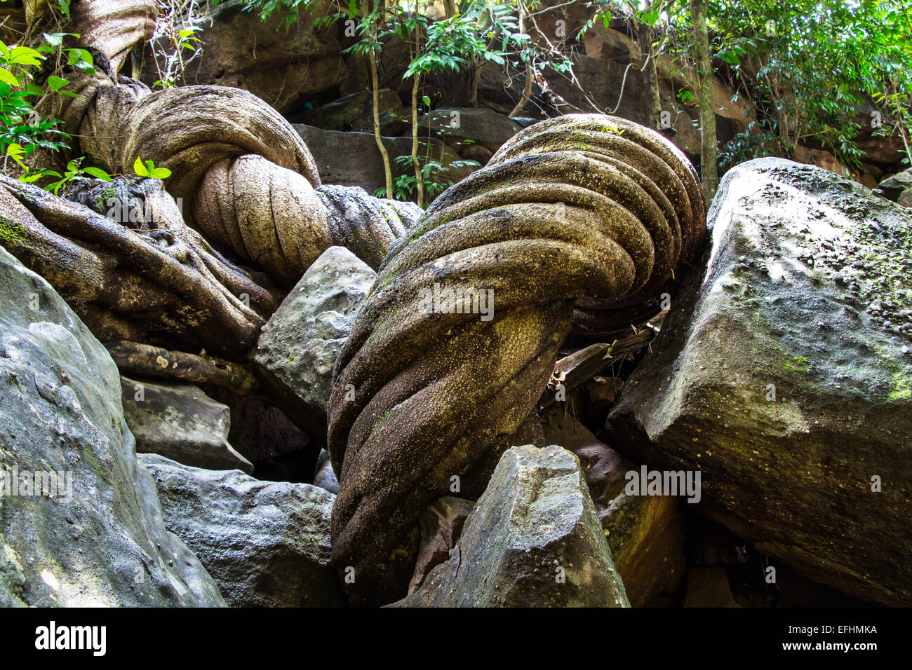 Big vine forest jungle hi-res stock photography and images - Alamy