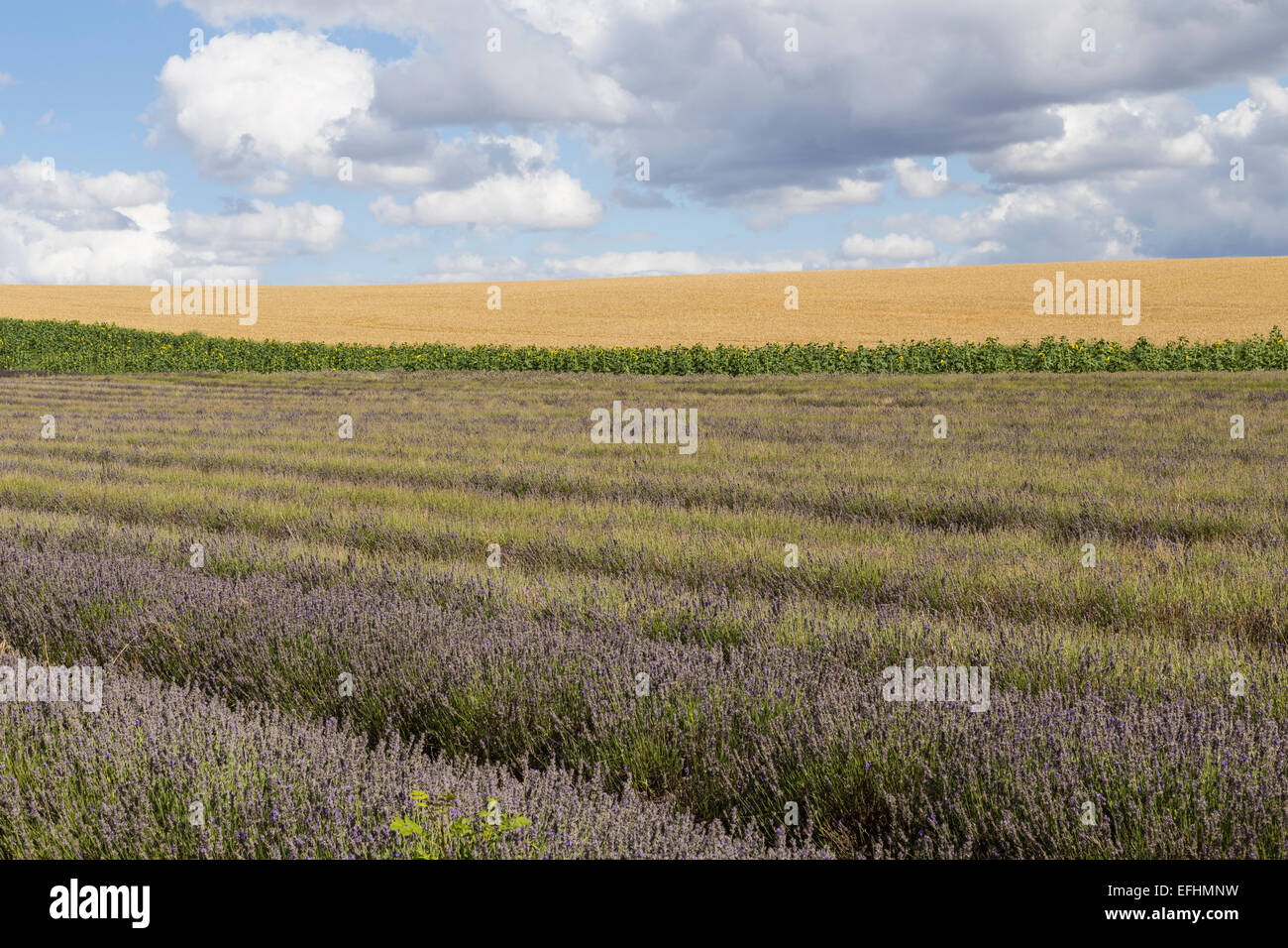 Hitchin Lavender Fields, Cadwell Farm, Ickleford, Hitchin, Herts ...
