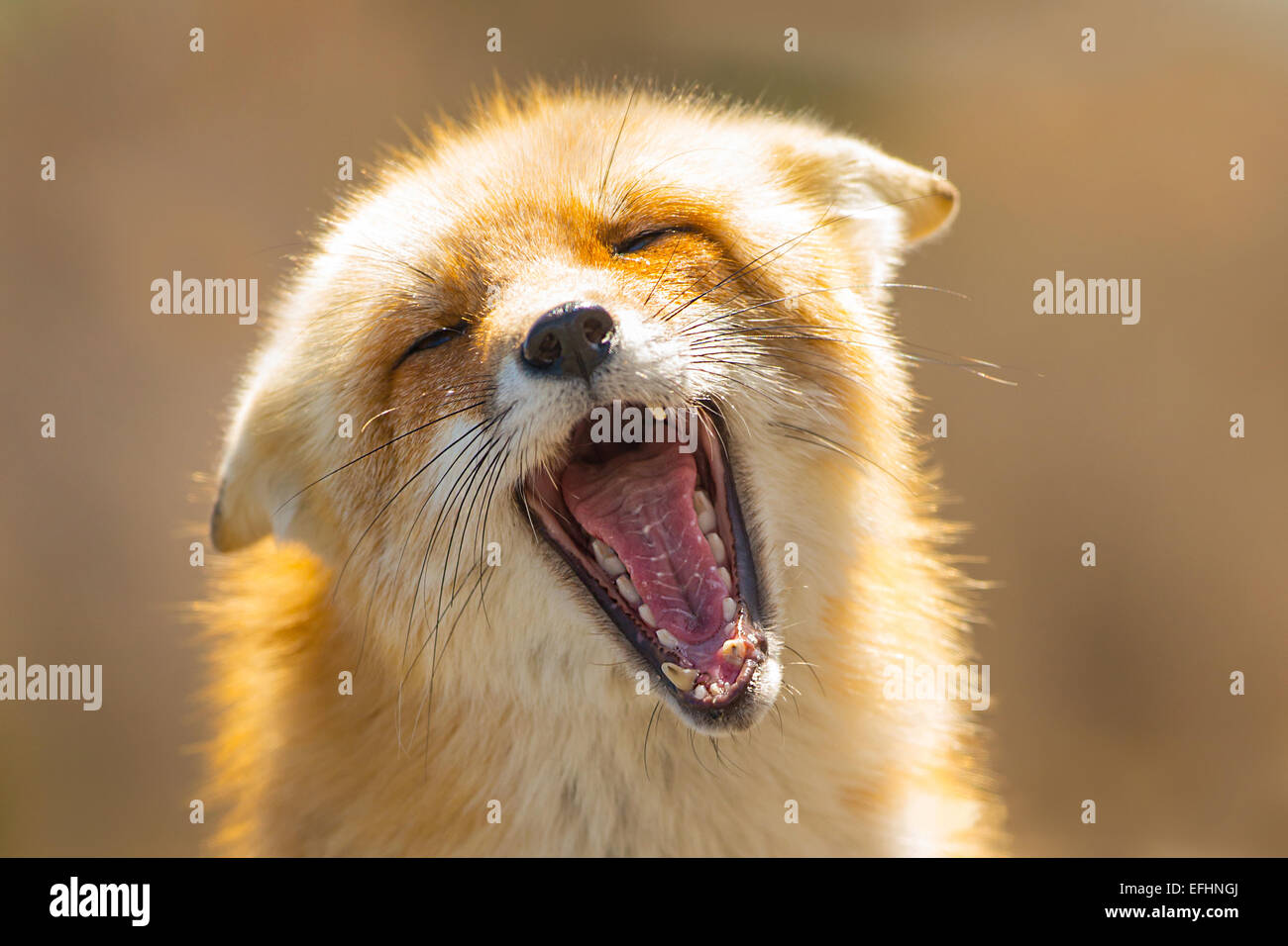 Rex fox hi-res stock photography and images - Alamy