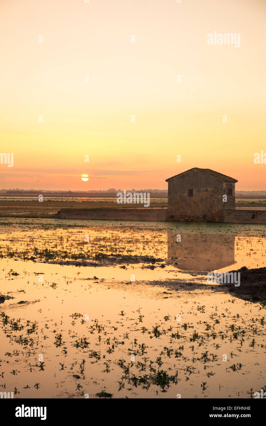 A rice paddy in the heart of Albufera natural park at sunrise, Valencia ...