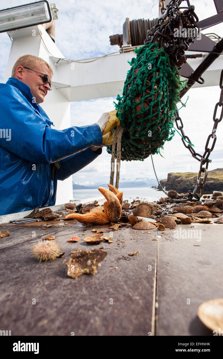 Men catching starfish, sea urchins, crabs and scallops aboard a boat in ...
