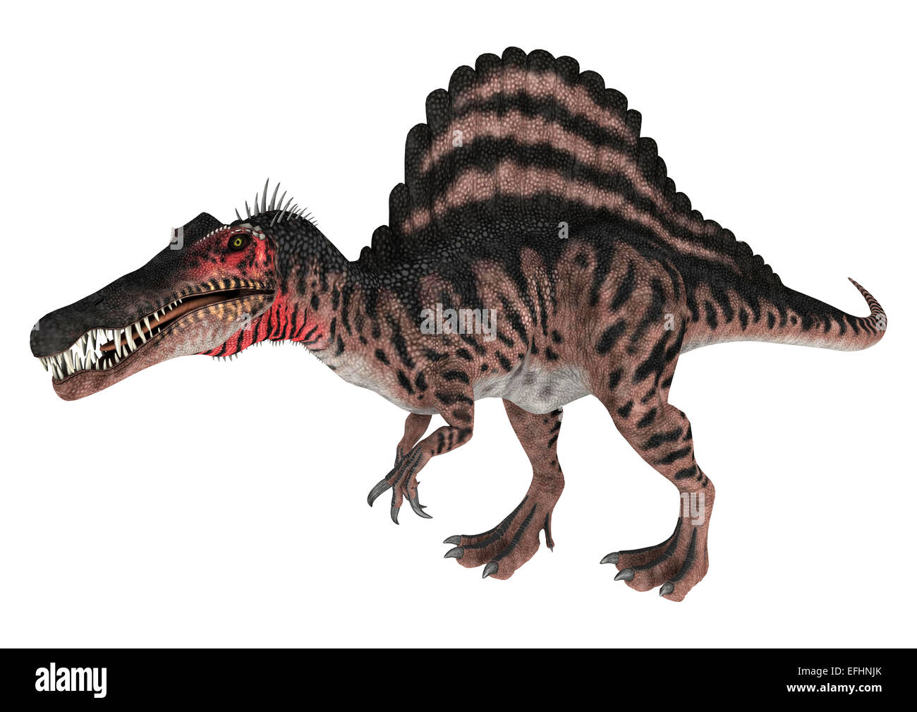 3D digital render of an aggressive Cretaceous dinosaur Spinosaurus or ...