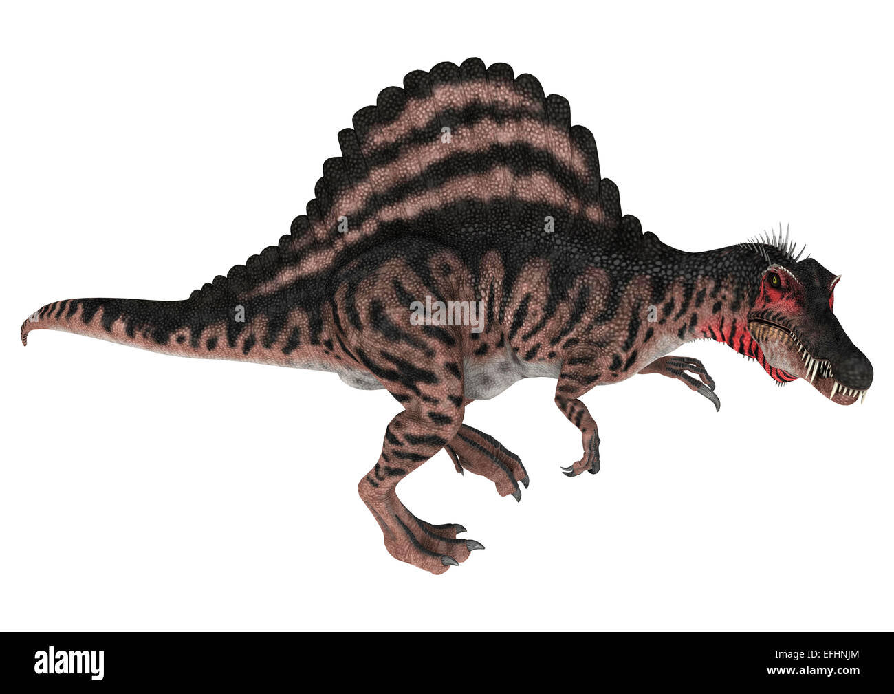 3D digital render of an aggressive Cretaceous dinosaur Spinosaurus or ...