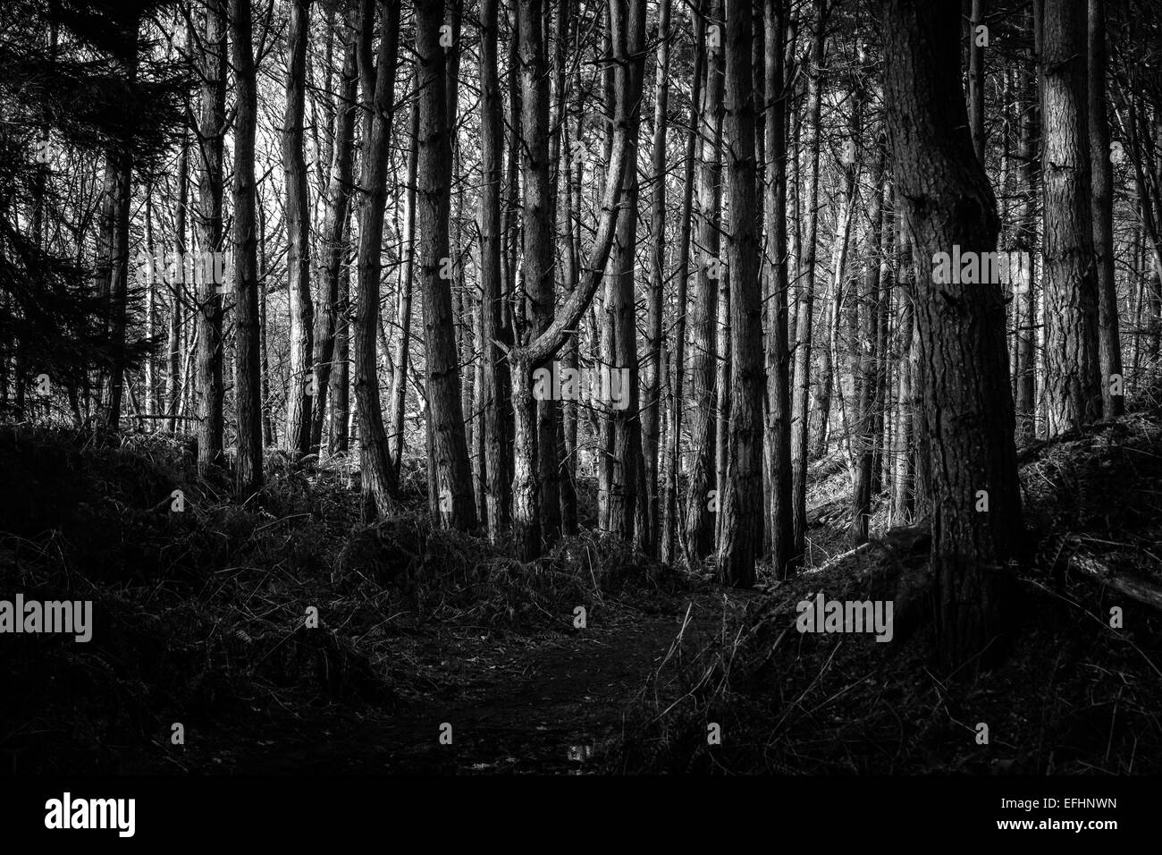 Rushmere country park hi-res stock photography and images - Alamy