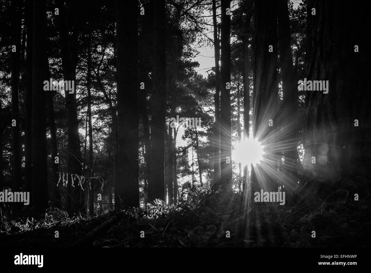 Rushmere country park hi-res stock photography and images - Alamy