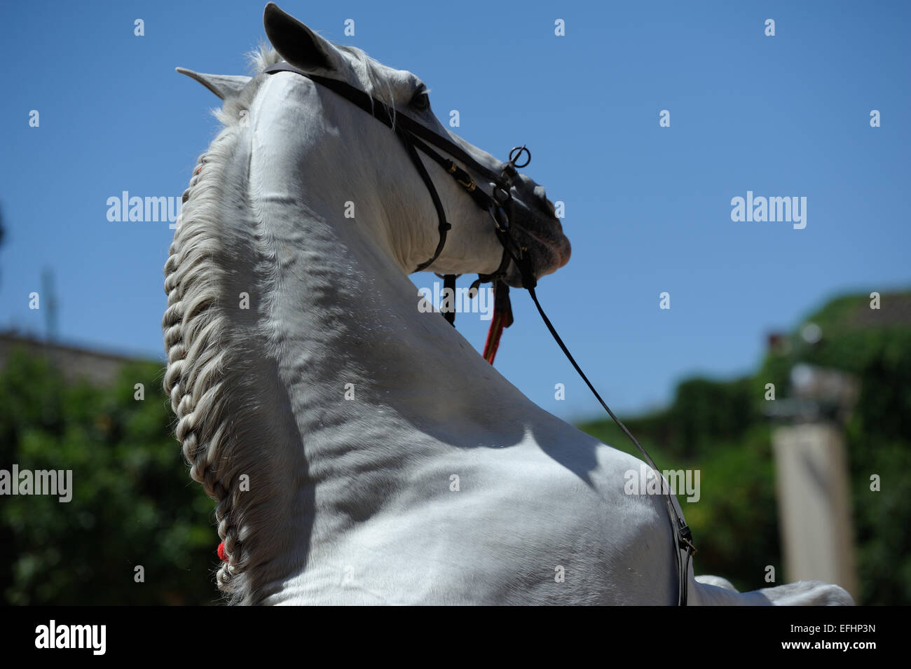 Andalusian white horse in jump Stock Photo - Alamy
