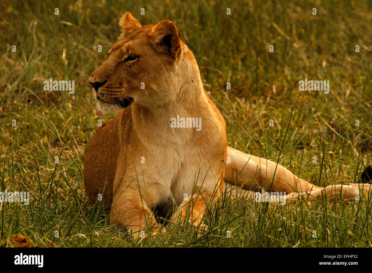 African Lion is a magnificent animal who is a symbol of power courage ...
