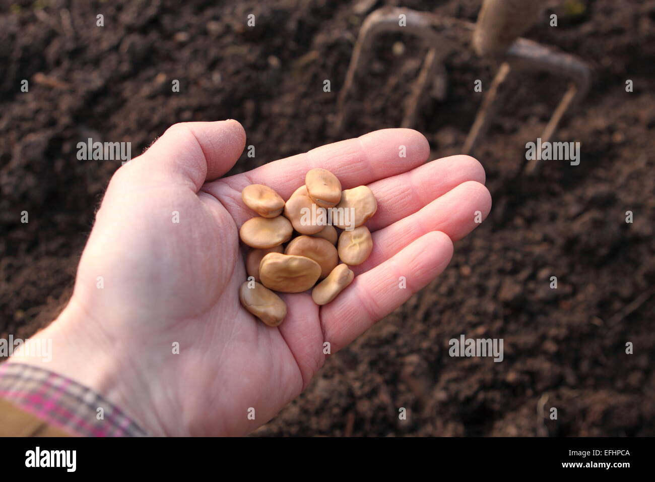 "Broad Bean" seeds variant "Witkiem Manita ready for early spring ...