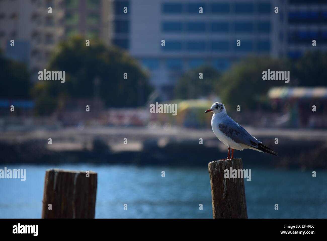 seagull resting in a sea post Stock Photo - Alamy
