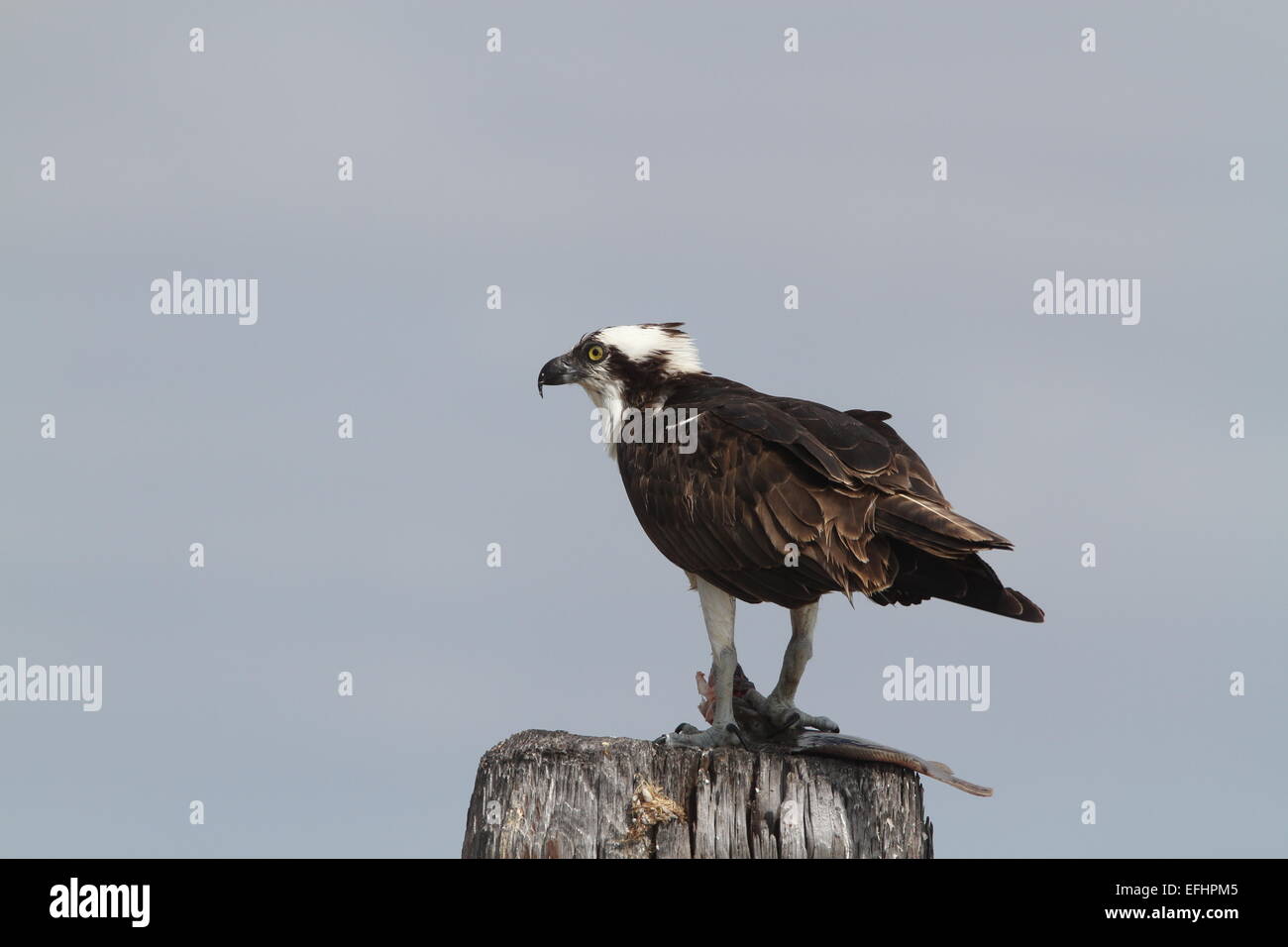 Foot of osprey hi-res stock photography and images - Alamy