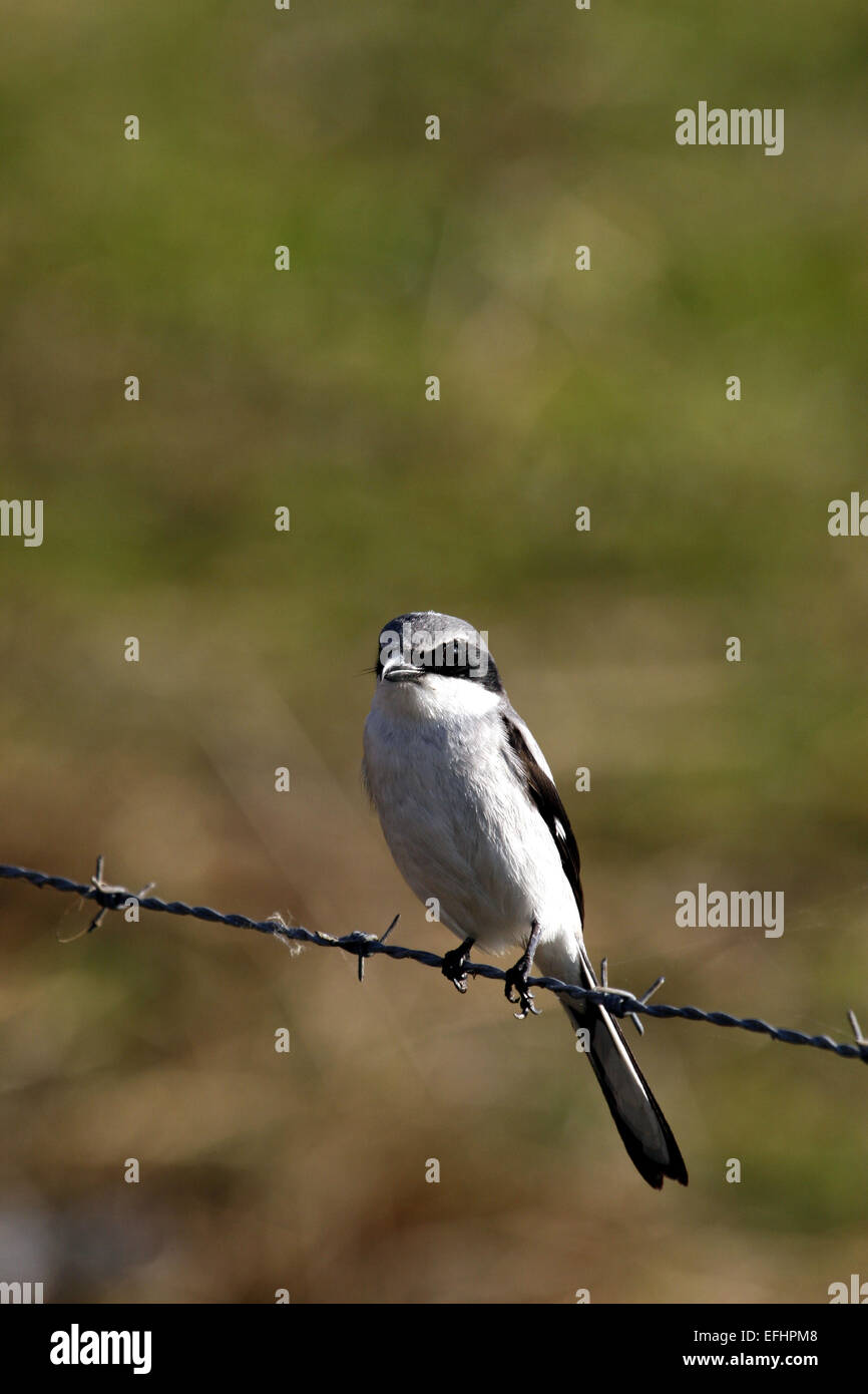 Loggerhead Shrike Florida USA Stock Photo - Alamy