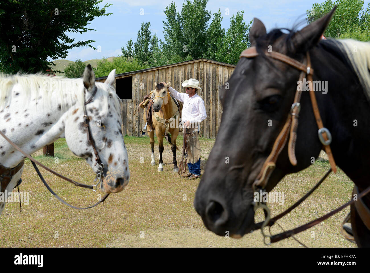 Cowboy and horses, La Reata Ranch, Saskatchewan, Canada Stock Photo - Alamy