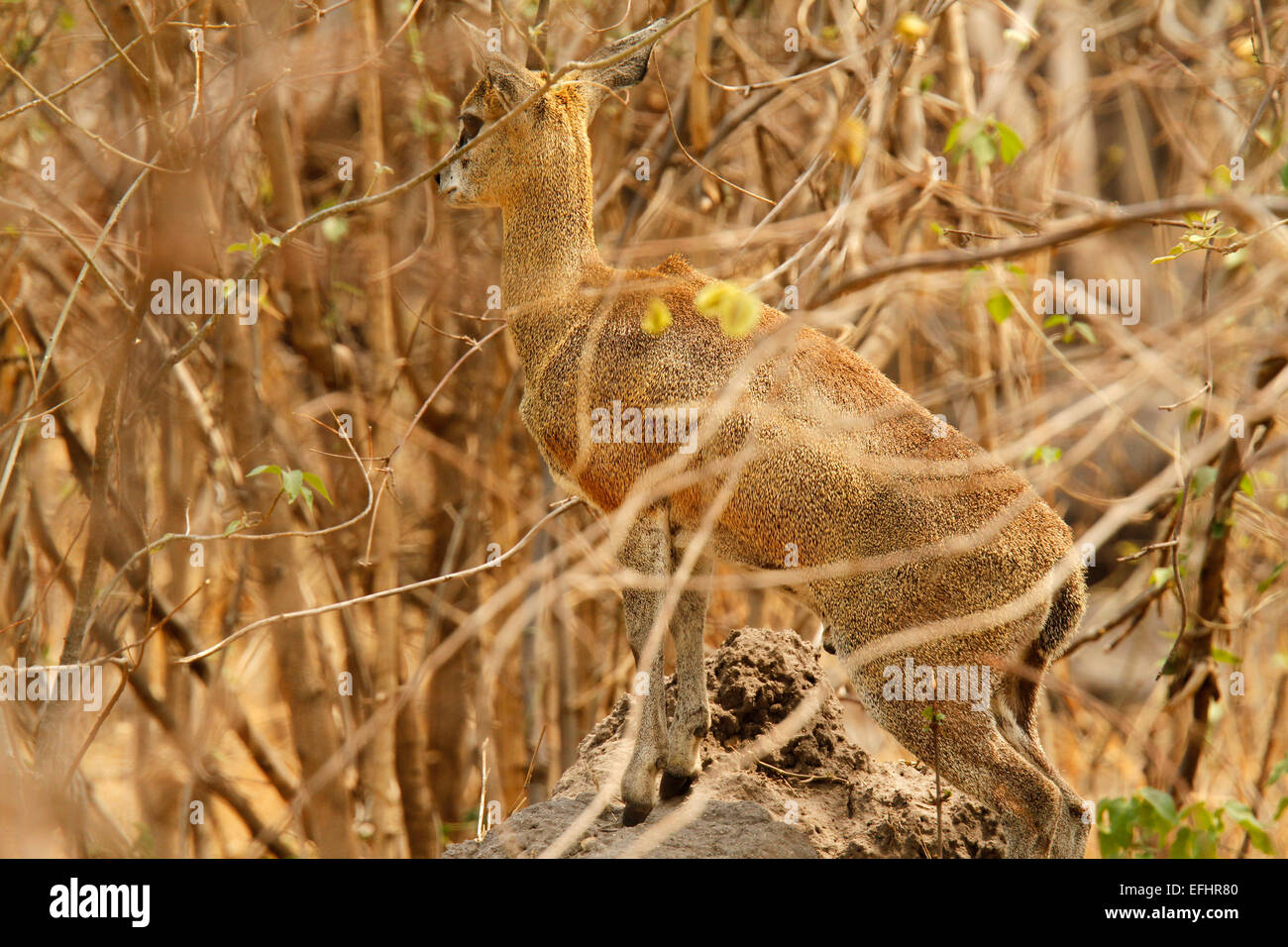 This tiny antelope Klipspringer hidden amongst the African bush veld ...