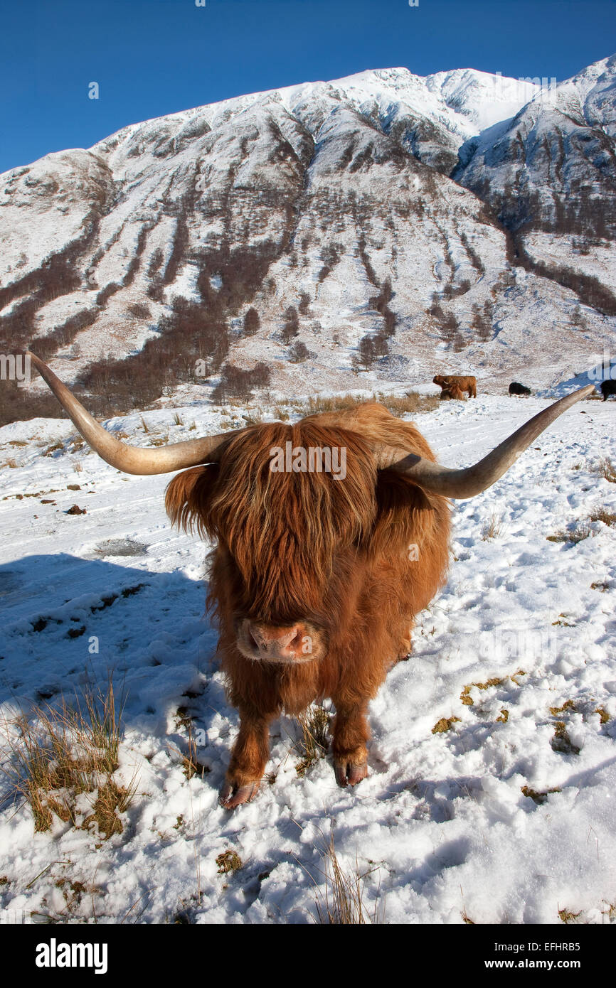 Highland cow in snow hi-res stock photography and images - Alamy