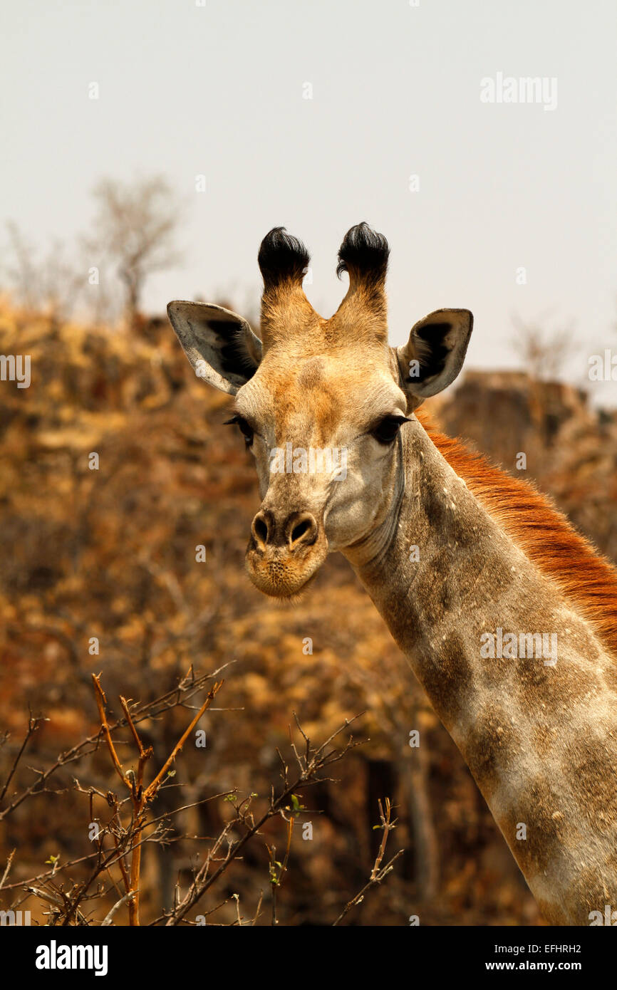 The tallest living terrestrial animal & largest ruminant in the world ...
