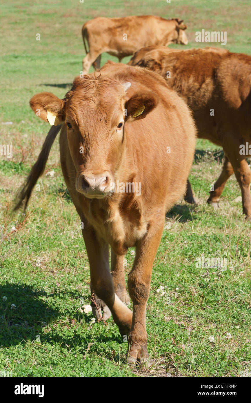 Korean Native Cattle called 'Hanwoo' in a field Stock Photo - Alamy
