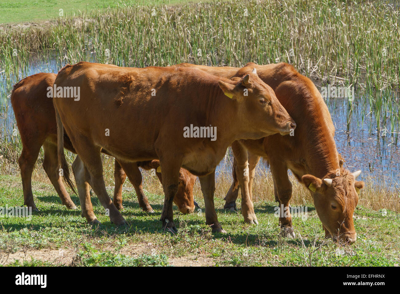 Korean Native Cattle called 'Hanwoo' in a field Stock Photo - Alamy