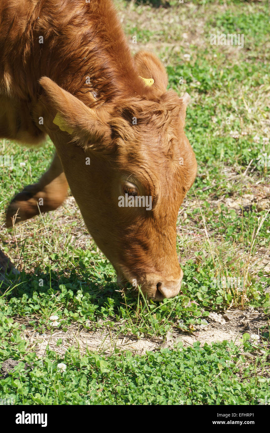 Korean native cattle hi-res stock photography and images - Alamy