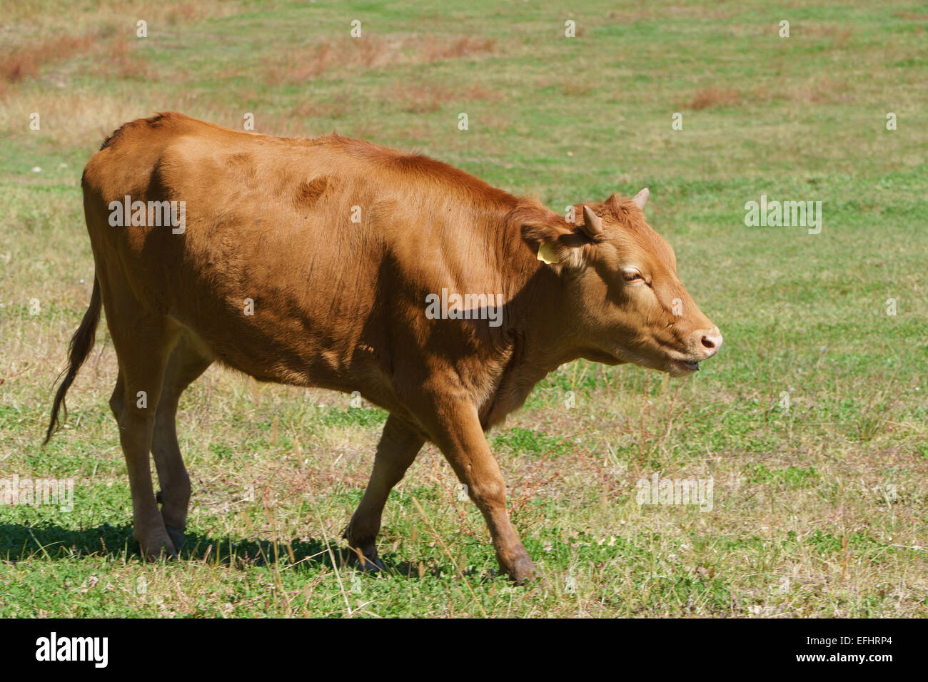 Korean native cow hi-res stock photography and images - Alamy