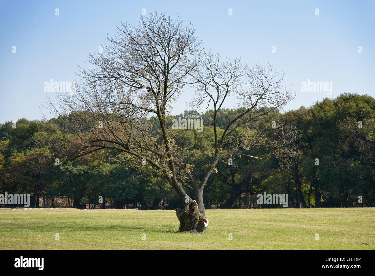 Single big old tree hi-res stock photography and images - Alamy