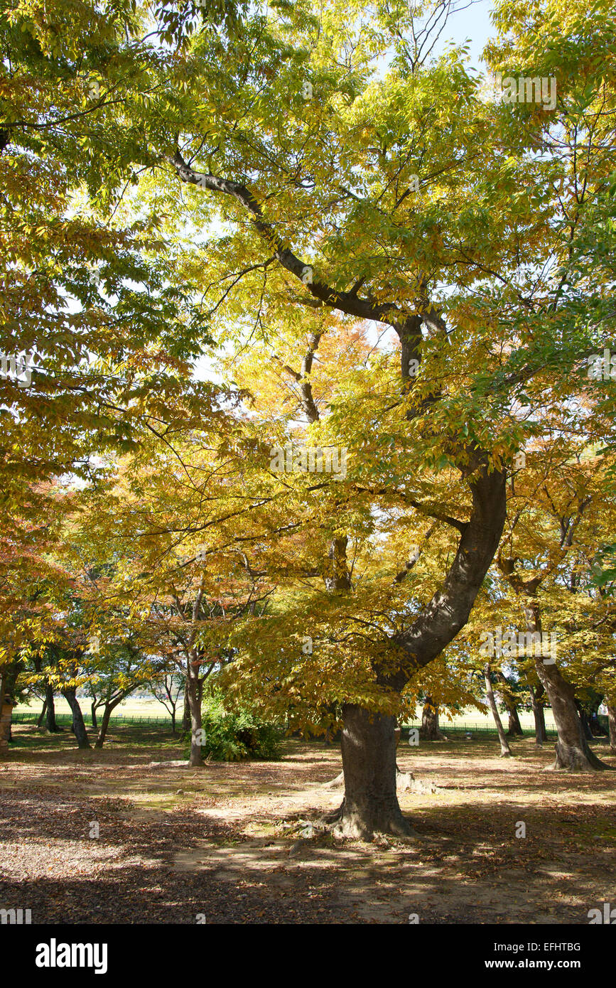 old zelkova tree in Gyerim forest, Korea Stock Photo - Alamy