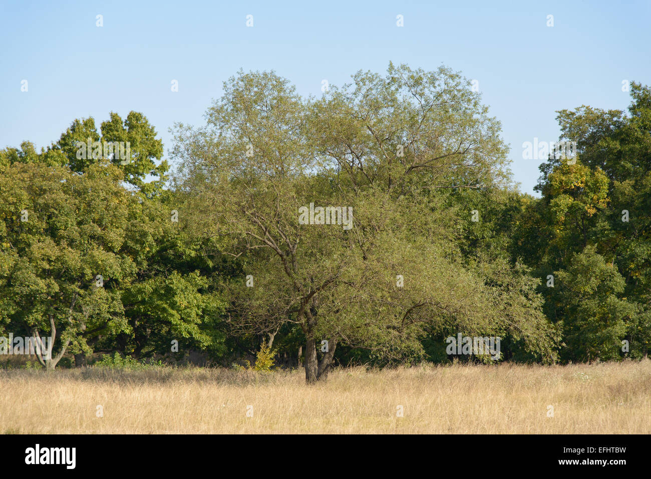 Single big old tree hi-res stock photography and images - Alamy