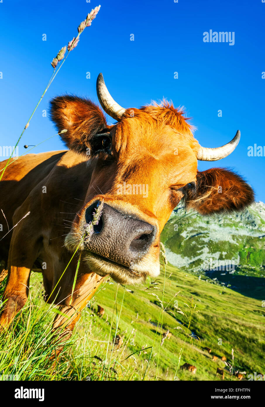 Cow, farm animal in the french alps, TARINE race cow, savy, beaufort ...