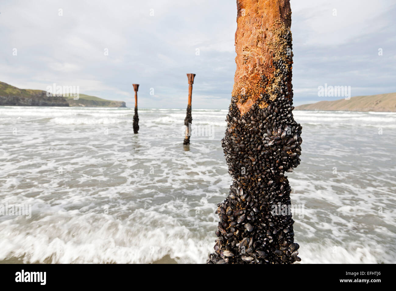 Rusty remains of iron posts covered in black mussels, mussel colony ...