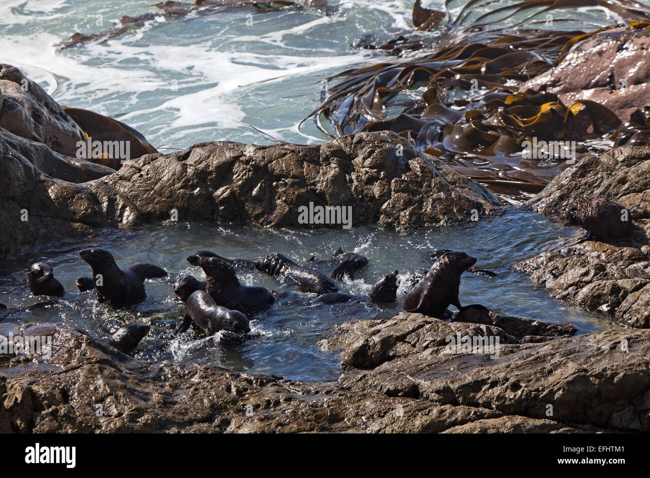 Young seals playing in a protected rocky pool away from the surge ...