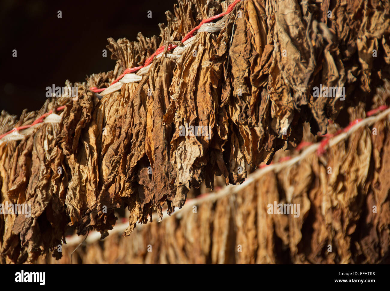 DOMINICAN REPUBLIC. Tobacco leaves drying. The leaves will be used to ...