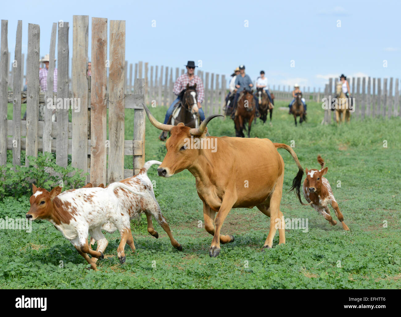 Cattle ranching hi-res stock photography and images - Alamy