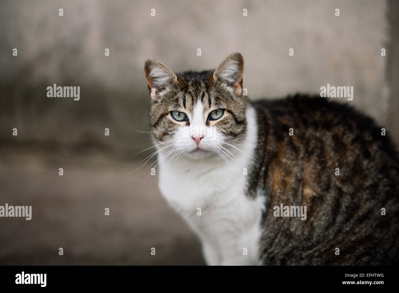 Domestic cat hi-res stock photography and images - Alamy