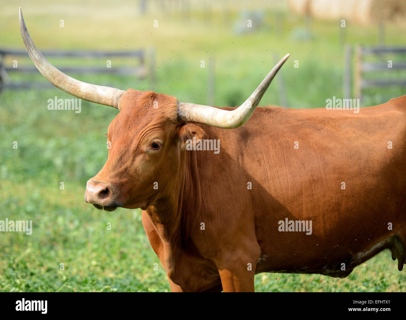 La Reata Ranch, Saskatchewan, Canada Stock Photo - Alamy