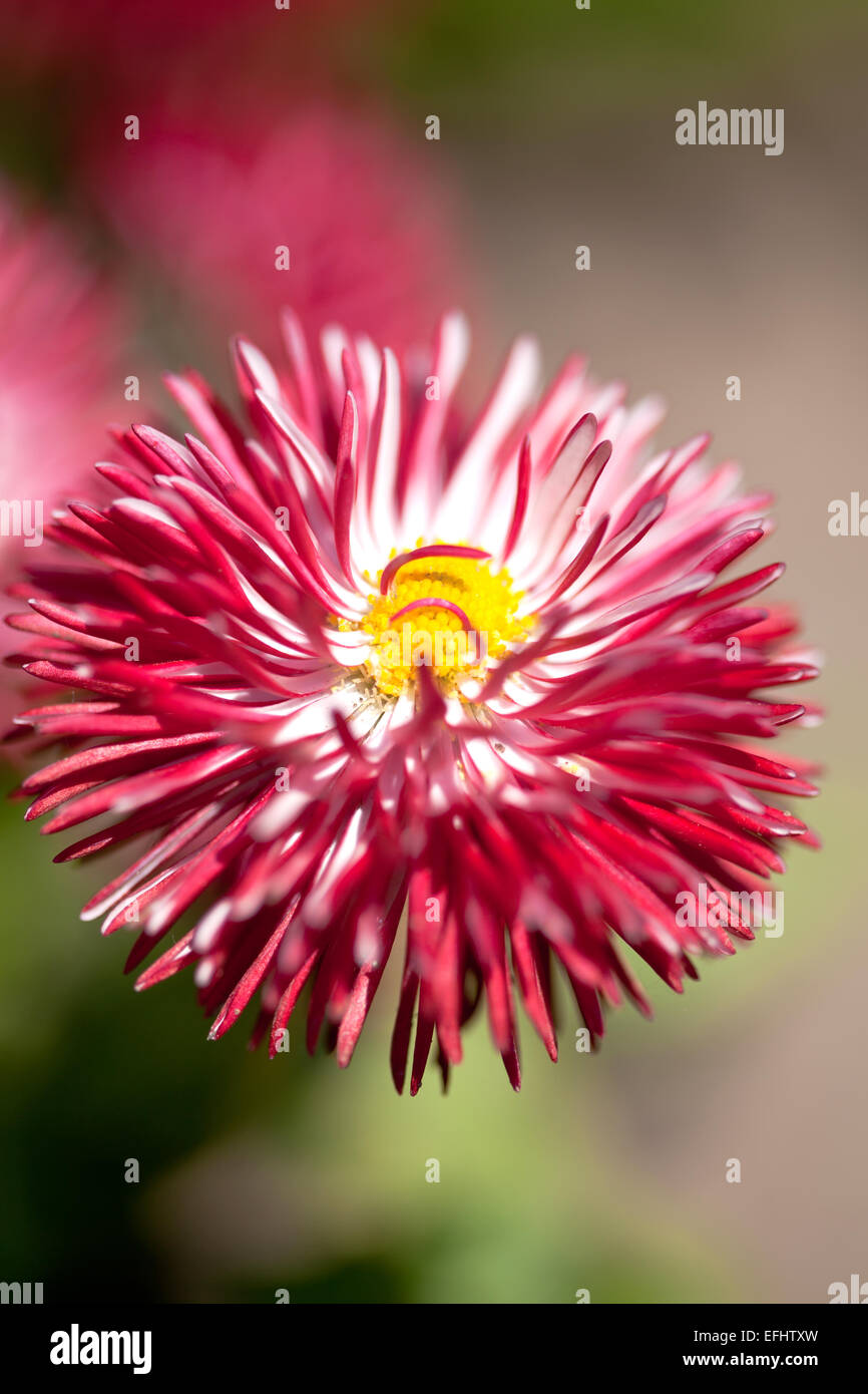 Beautiful red flower at spring Stock Photo - Alamy