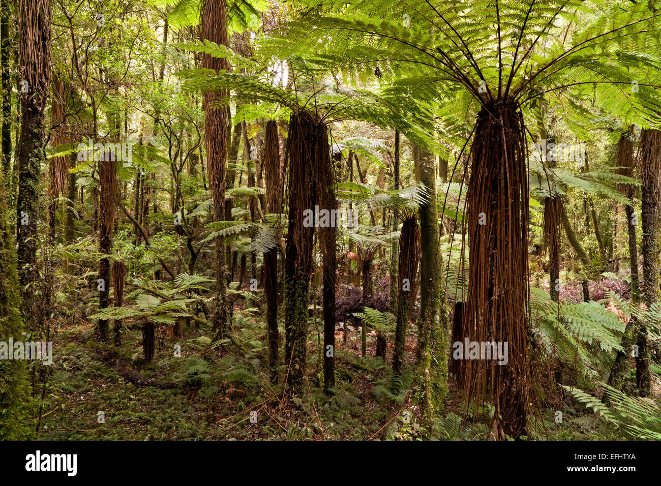 Green canopy from tree ferns and fern fronds in Whirinaki Forest, North ...