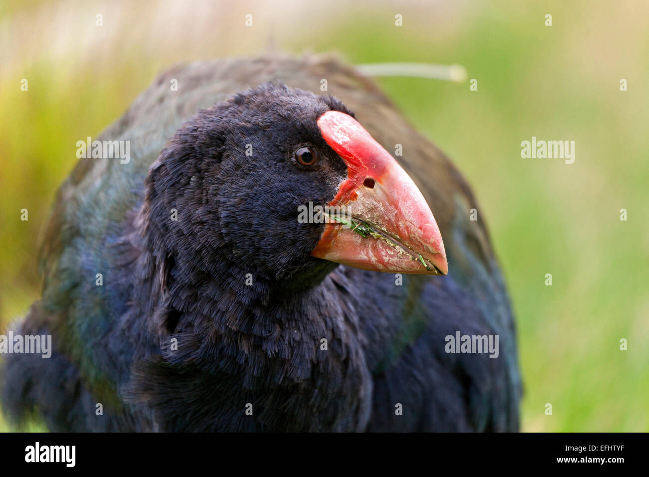 Takahe with red beak, Porphyrio hochstetter, rare, flightless, native ...