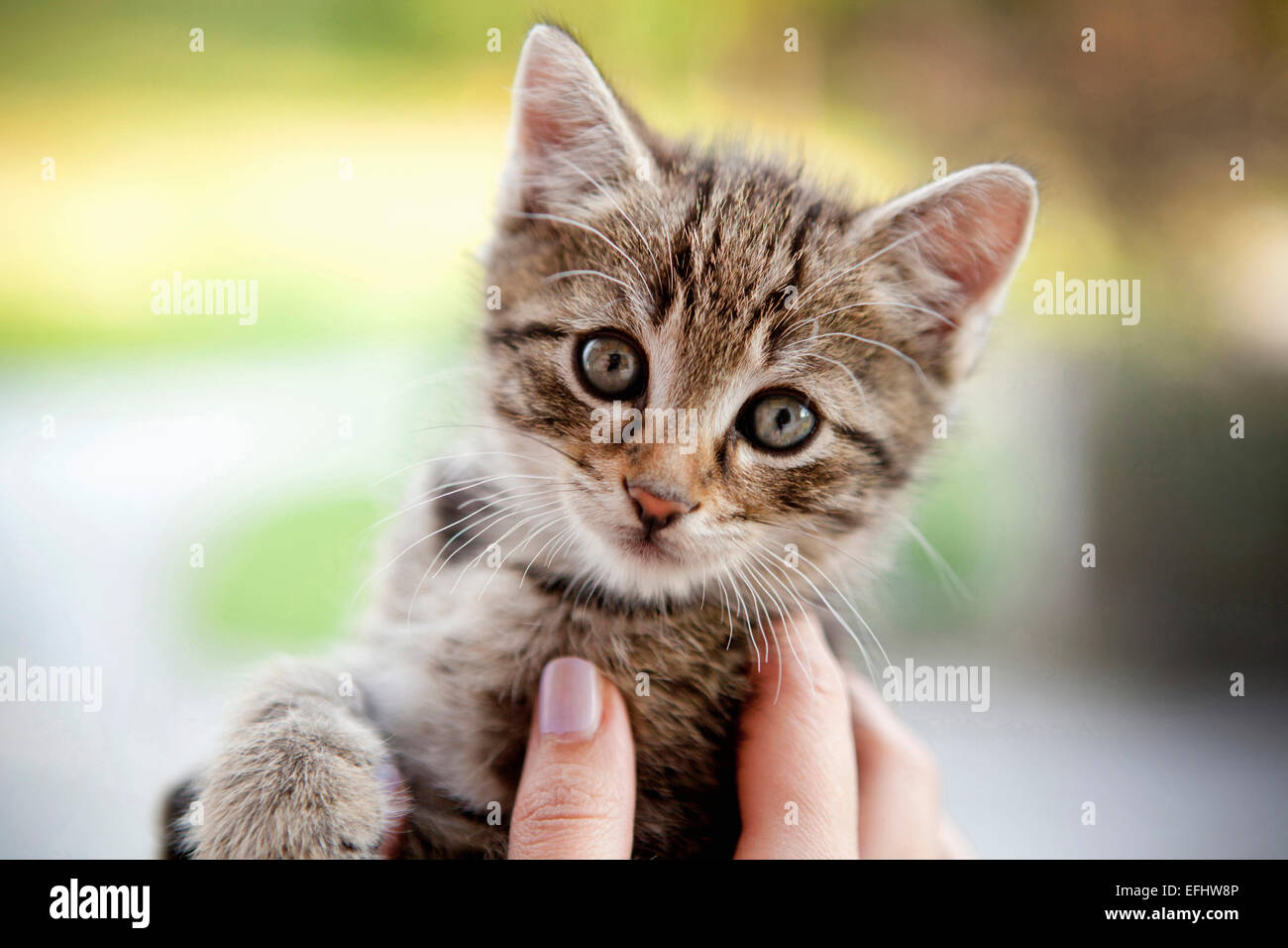 Kitten with hand hi-res stock photography and images - Alamy