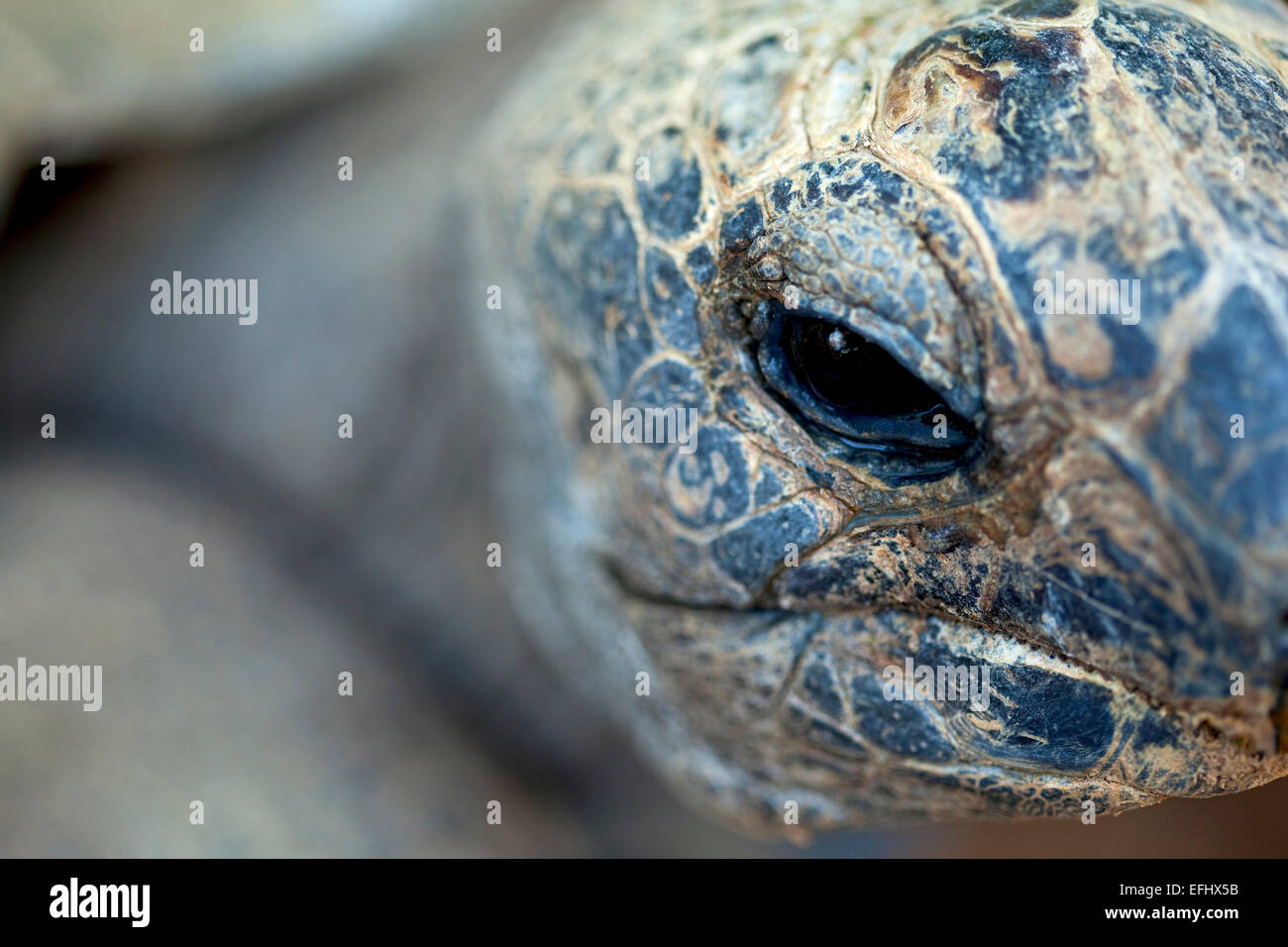Turtle at the zoo hi-res stock photography and images - Alamy