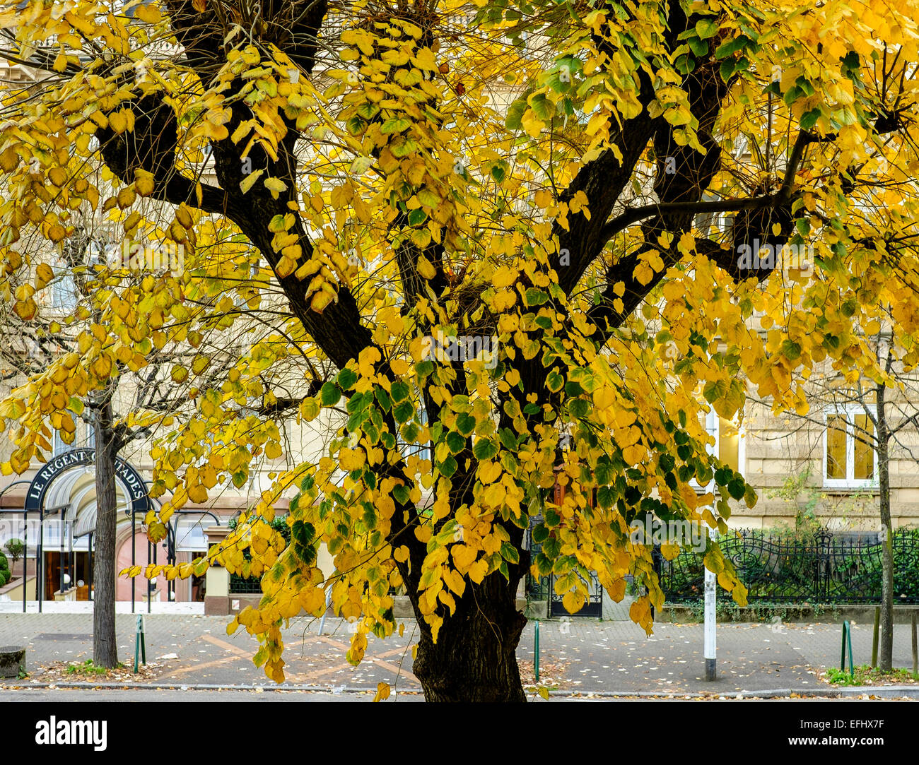 Tree with fall foliage hi-res stock photography and images - Alamy