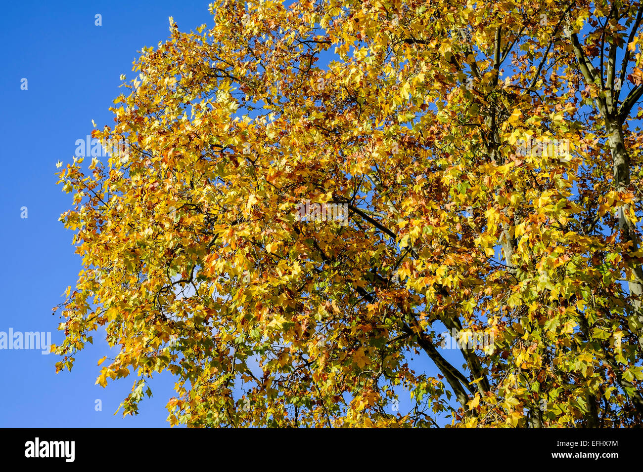 Tree with fall foliage hi-res stock photography and images - Alamy