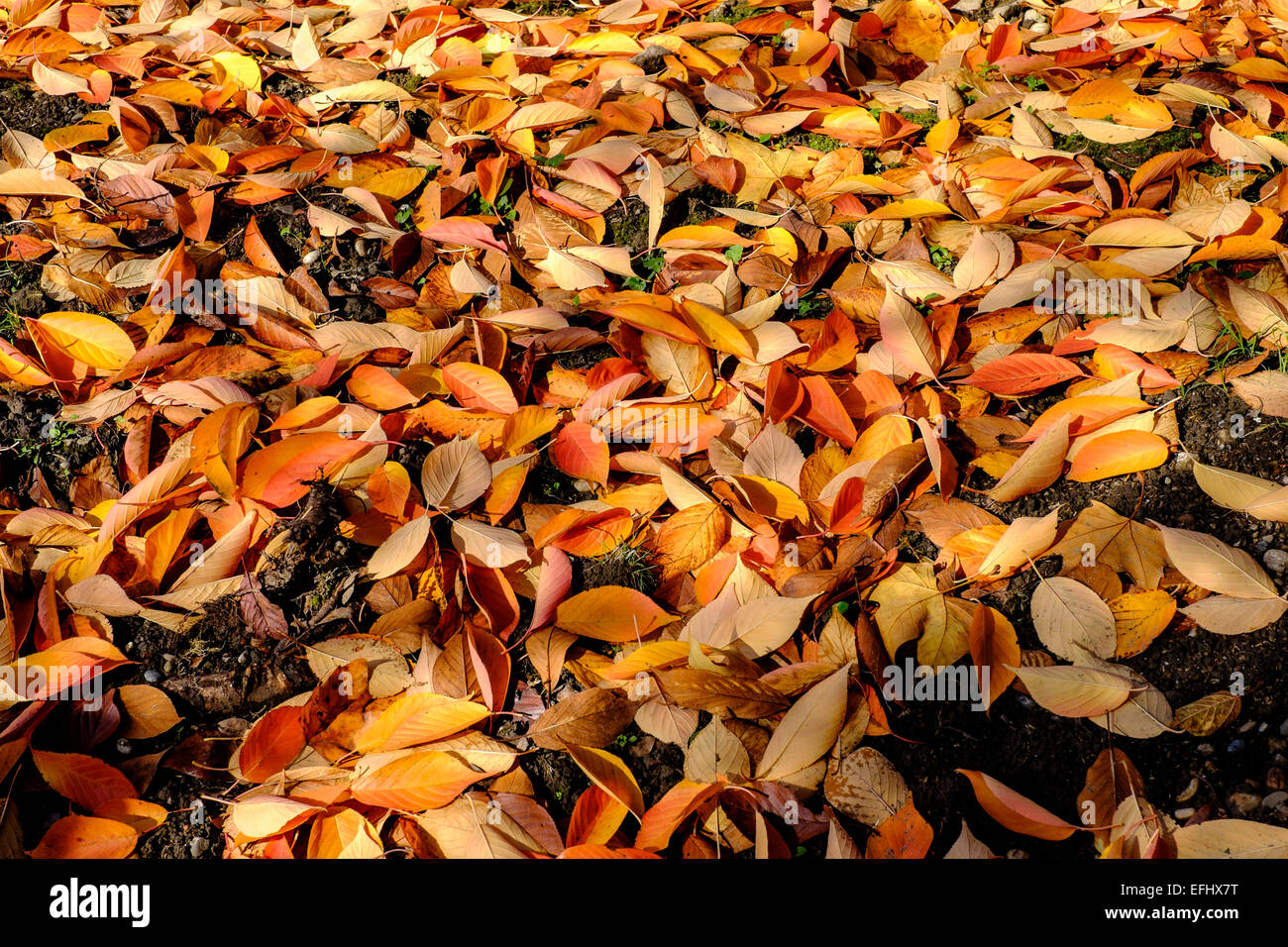 Dead leaves of Sargentii Prunus tree in autumn Alsace France Stock ...