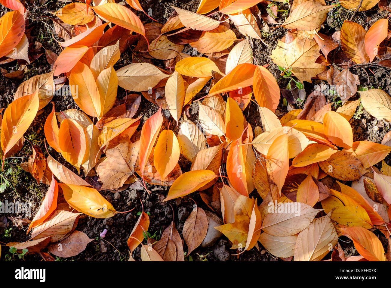 Tree with dead leaves hi-res stock photography and images - Alamy